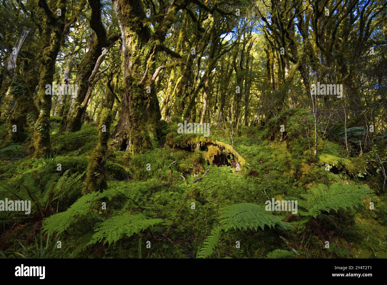 View of woods in South Island, New Zealand, Oceania Stock Photo - Alamy