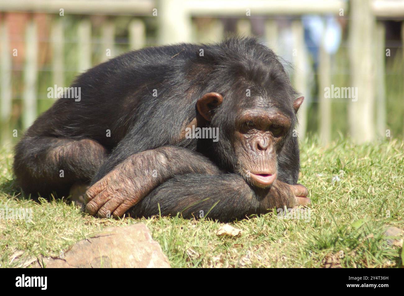 Chimpanzee in a zoo, looking depressed Stock Photo - Alamy
