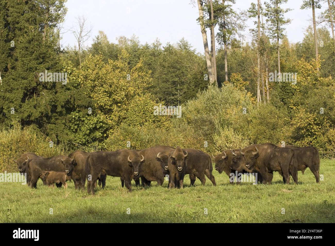 Bison, bison, group, (Bison bosanus), family, several Stock Photo - Alamy