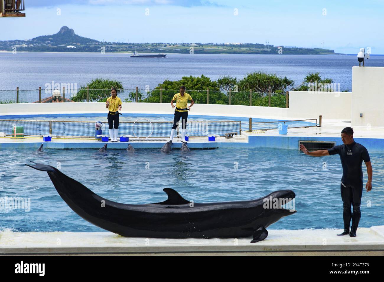 Dolphin Show (Okichan Theater) in Okinawa Churaumi Aquarium Stock Photo ...