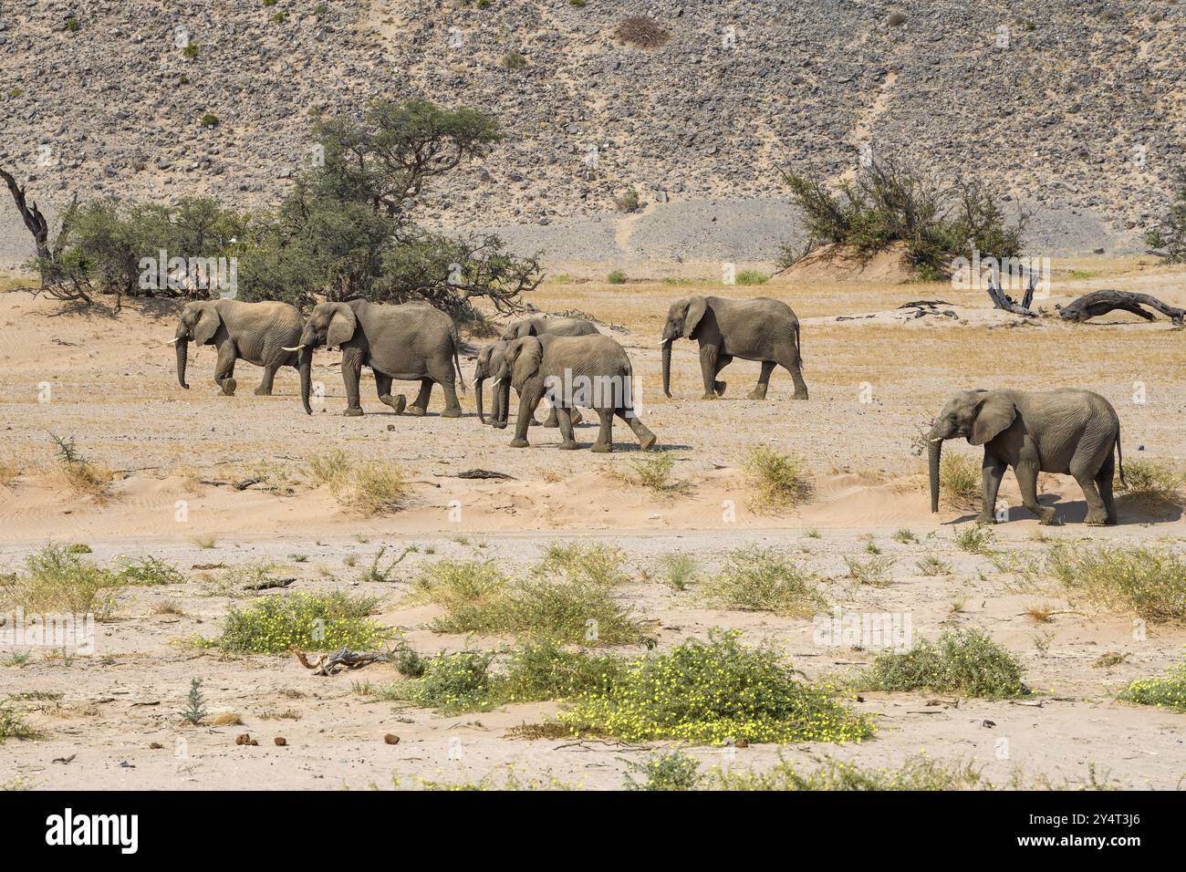 Desert elephants (Loxodonta africana) in the Huab dry river, Damaraland ...