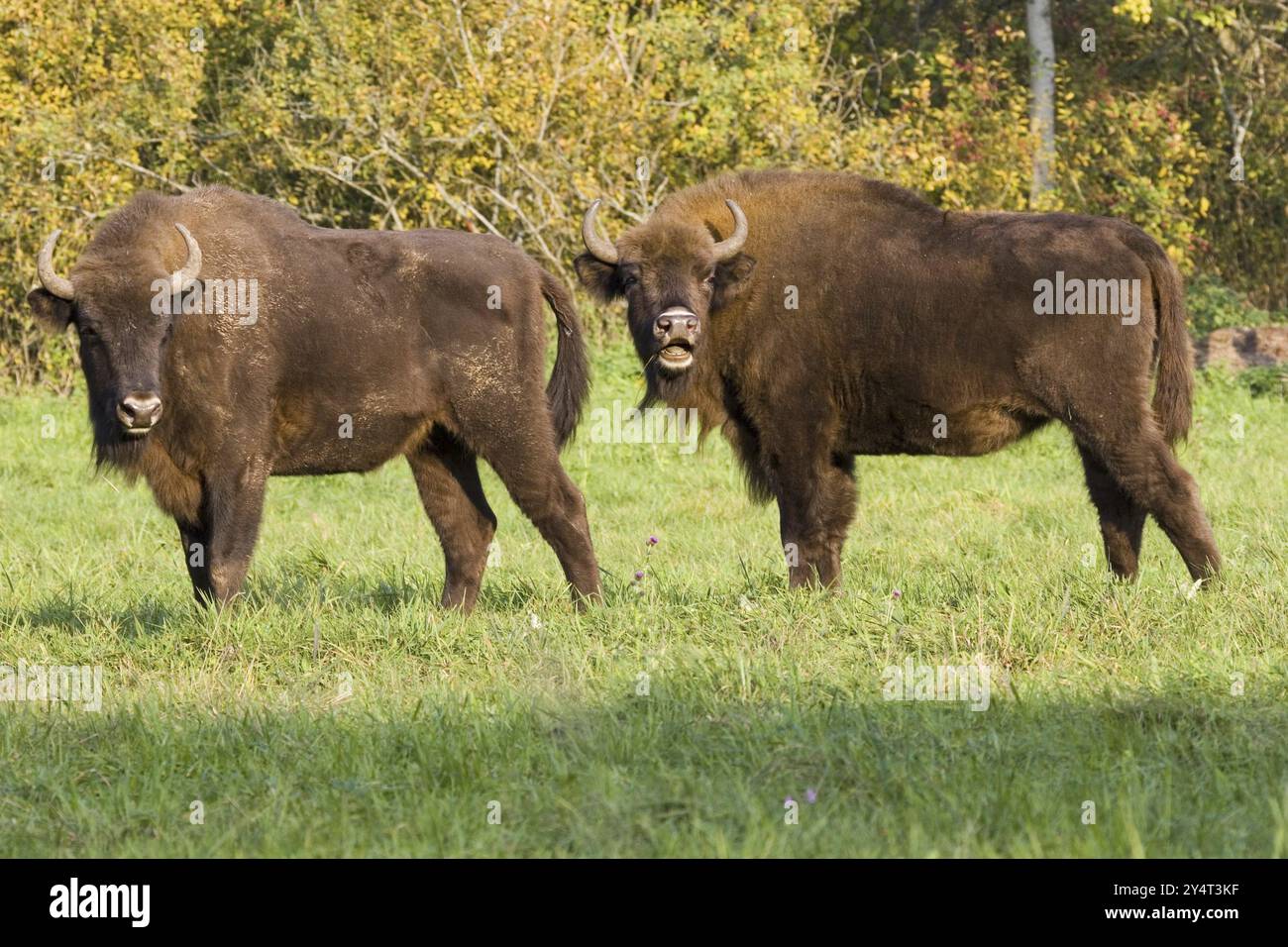Bison, bison, group, (Bison bosanus), two animals Stock Photo - Alamy