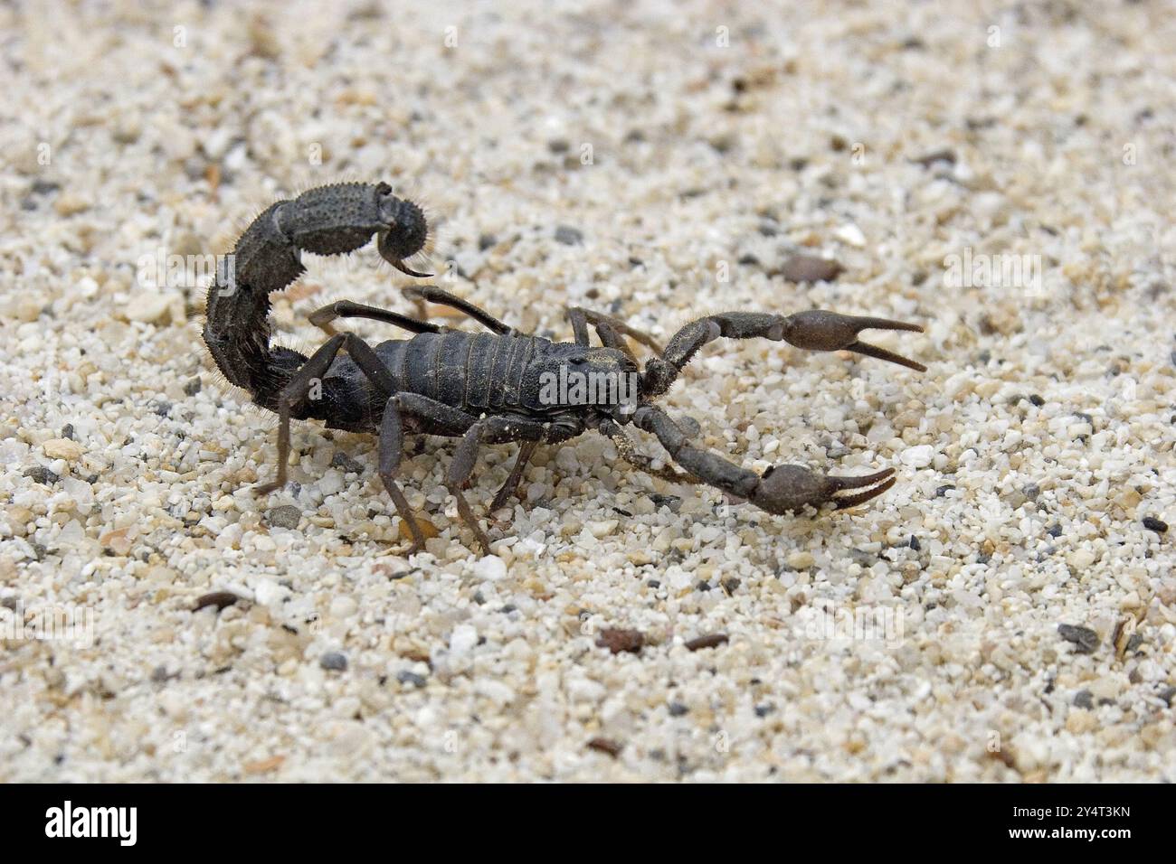 Hairy Thicktail, (P. villosus) a venomous scorpion, Africa, Namibia ...