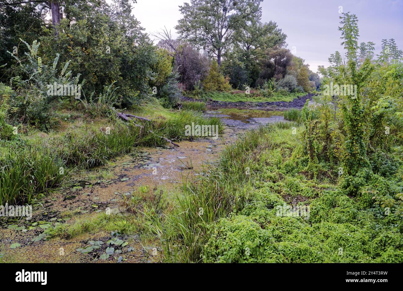 The Warta Estuary National Park, Park Narodowy Ujscie Warty, where the ...