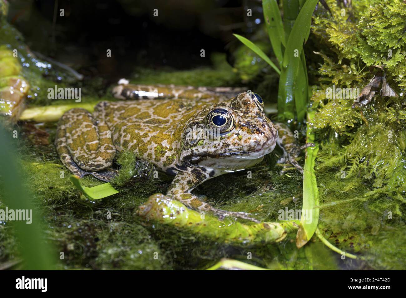 Sea frog (Pelophylax ridibundus), order of frogs in the family of true ...