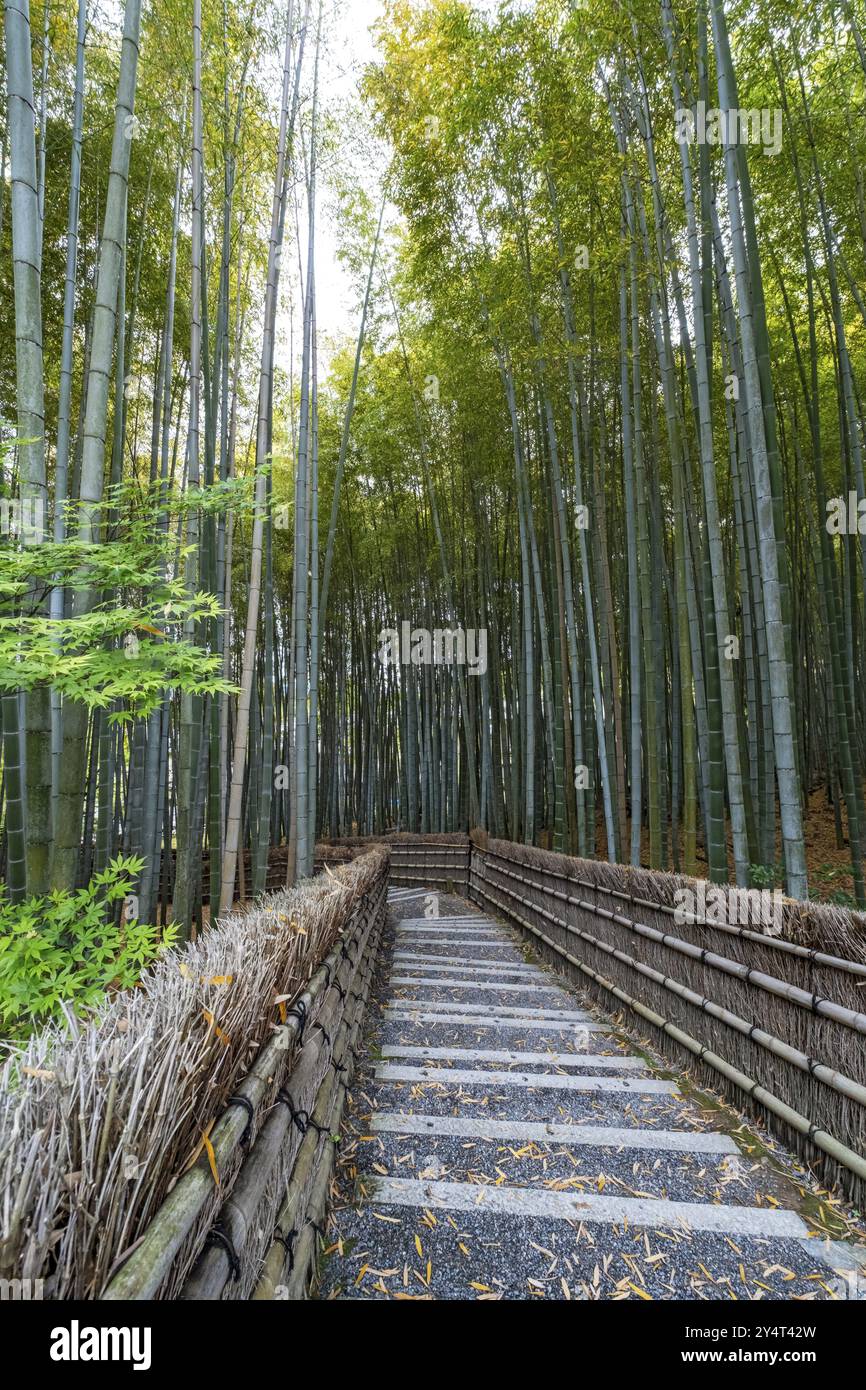 Bamboo forest path, Adashino Nenbutsu-ji temple, Kyoto, Japan, Asia ...
