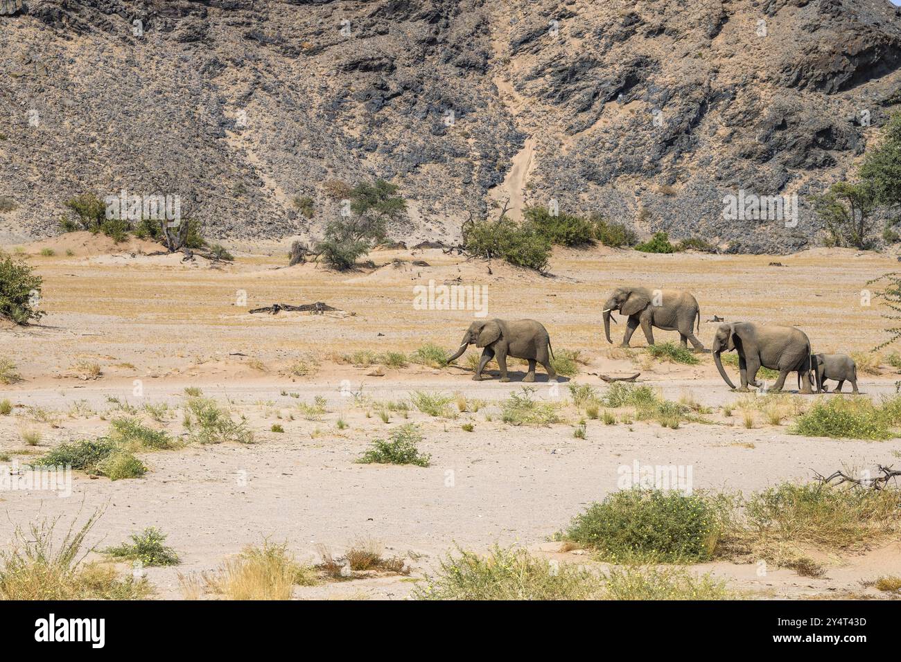Desert elephants (Loxodonta africana) in the Huab dry river, Damaraland ...