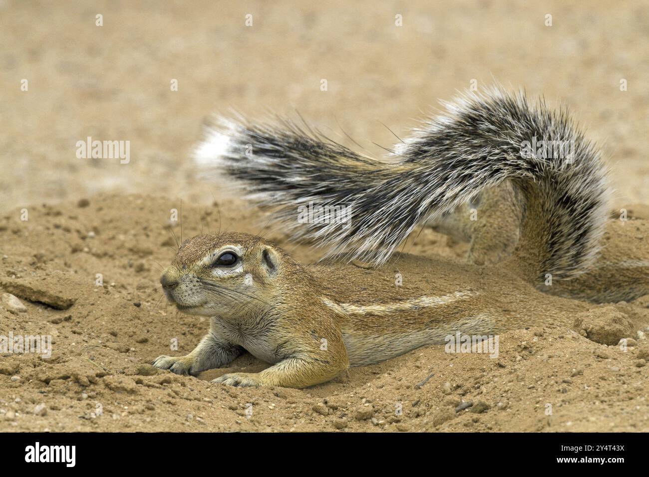 Ground squirrel, (Xerus inauris) Kalahari, South Africa, Africa, Africa ...