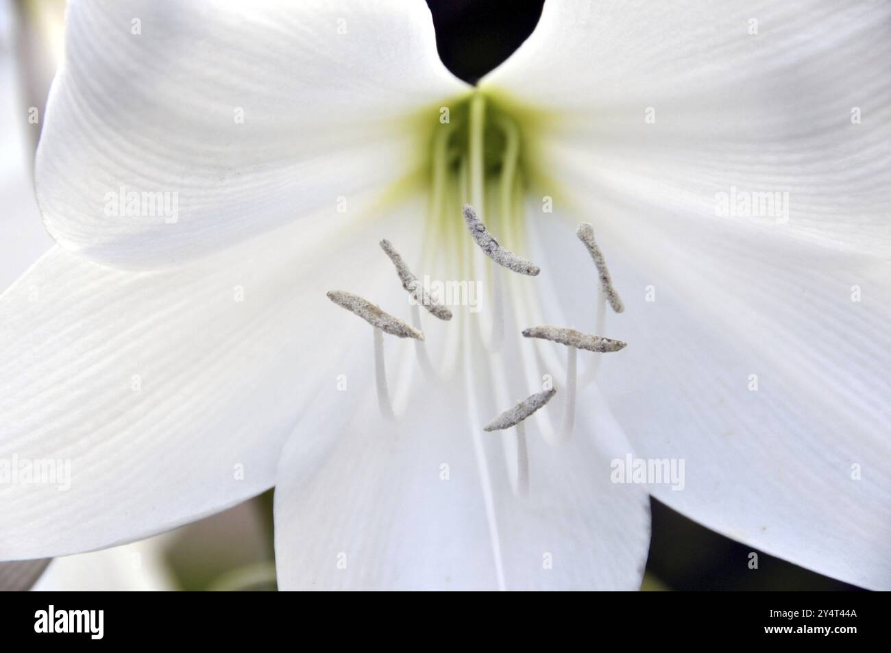 Hook lily, Crinum moorei, South Africa, Africa Stock Photo - Alamy