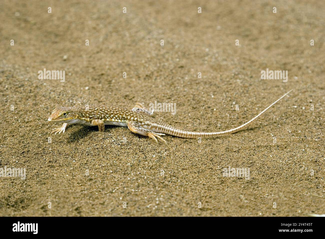Desert lizard, (Meroles anchietae), lizard lurking in the sand of the ...