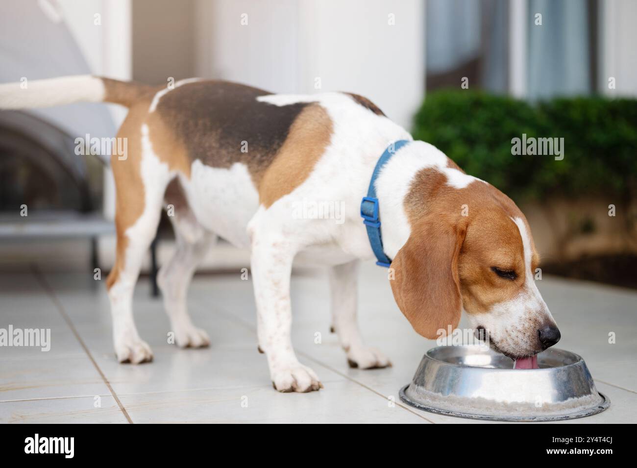 Beagle dog drink water from bowl close up view Stock Photo - Alamy