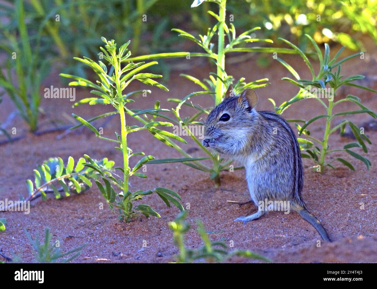 Striped grass mouse Rhabdomys) foraging Kalahari South Africa Stock ...