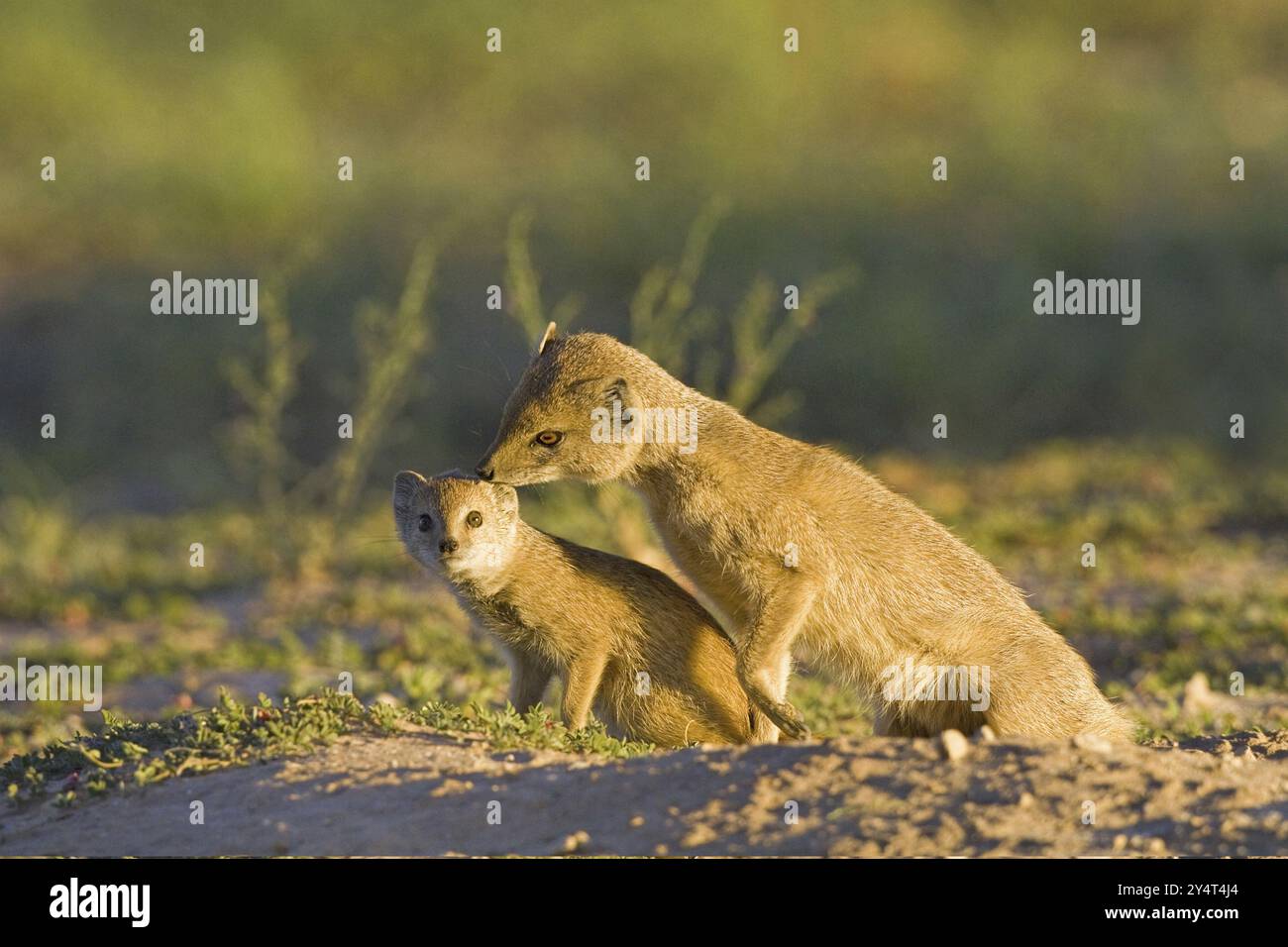 Fox mongoose with young, (Cynictis penicillata) Kalahari, South Africa ...