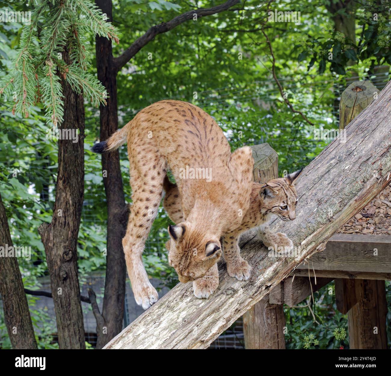 Eurasian lynx (Lynx) with kitten, family of cats, captive, occurring in ...