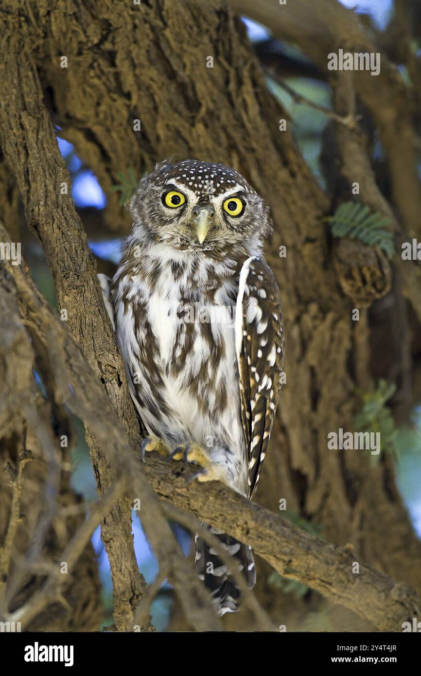 Little Owl (Glaucidium perlatum) in the daytime nesting site Kalahari ...