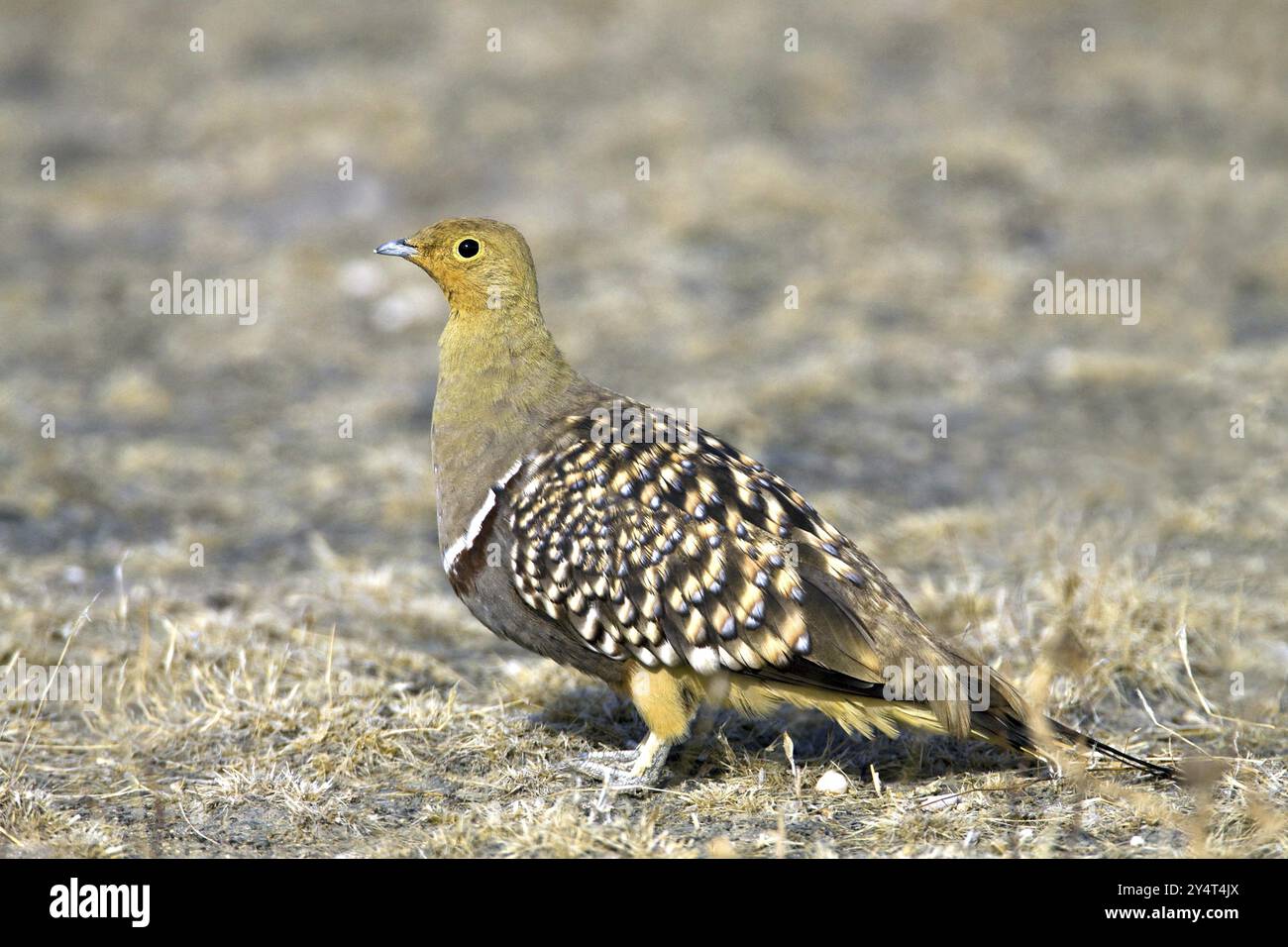 Nama flying fowl, (Pterocles namaqua) cock, Etosha NP, Namibia, Africa ...