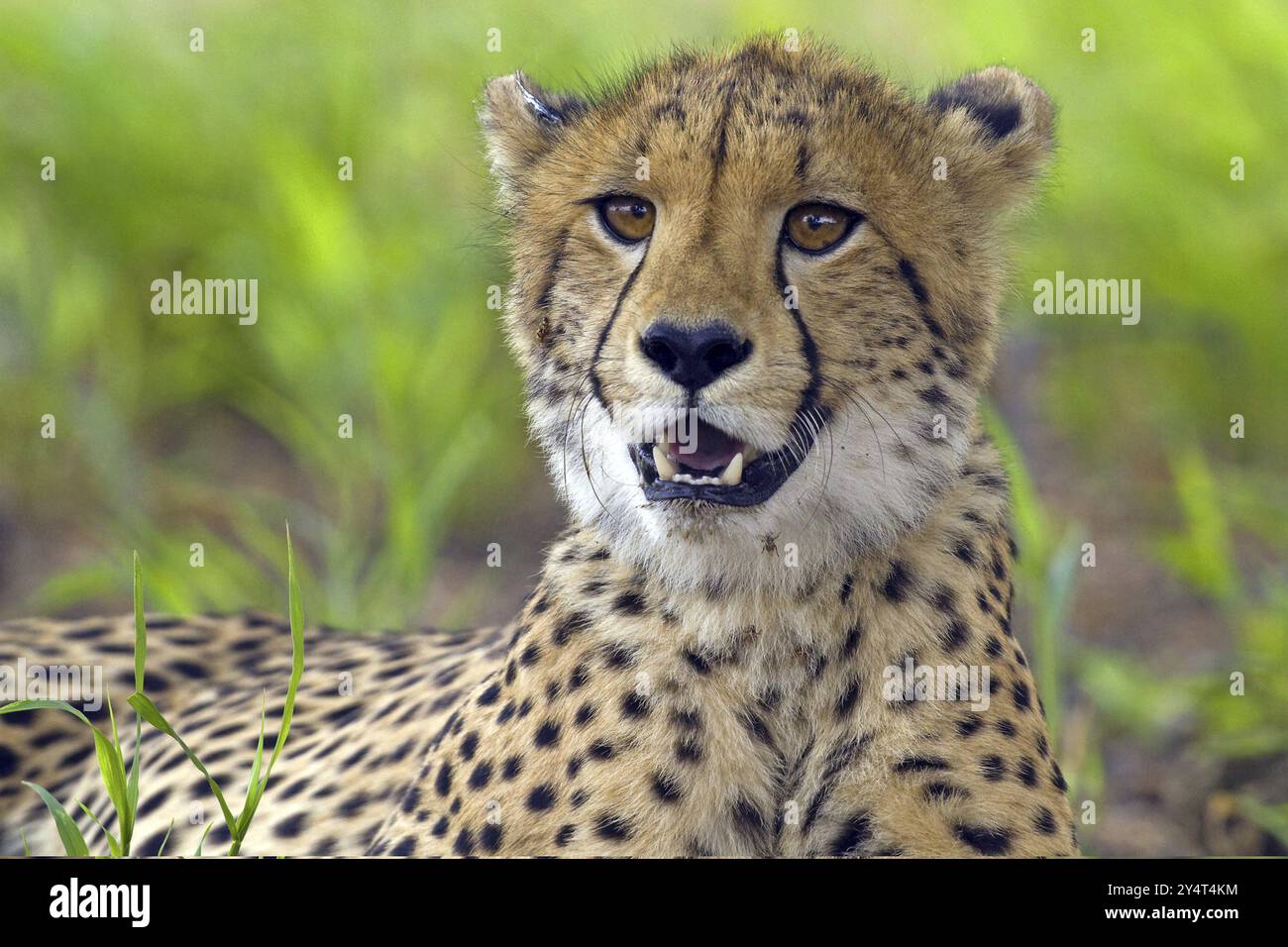 Young cheetah (Acinonyx jubatus), Cheetah, young male in the Kalahari ...