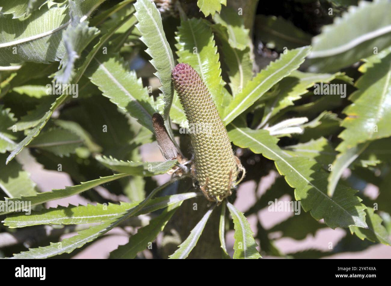 Banksias hi-res stock photography and images - Alamy