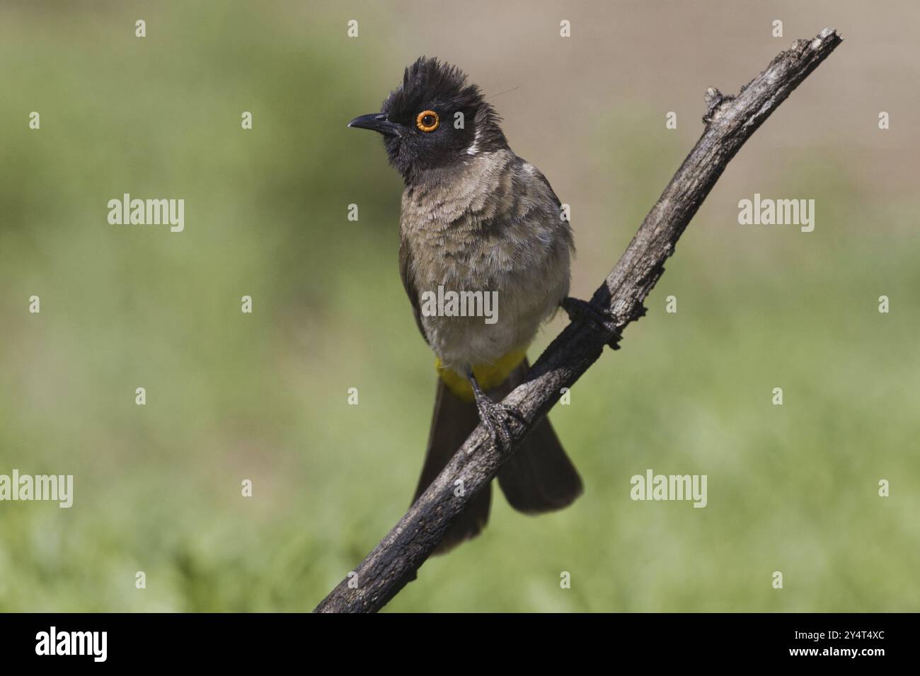 Masked Bulbul, (Pycnonotus nigricans) near the waterhole of Ondekaremba ...