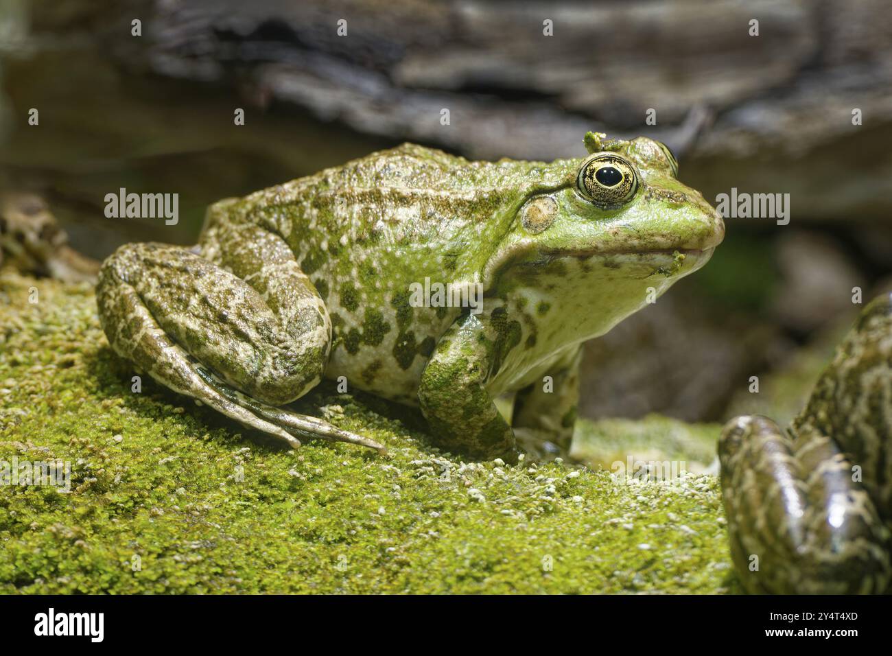 Sea frog (Pelophylax ridibundus), order of frogs in the family of true ...