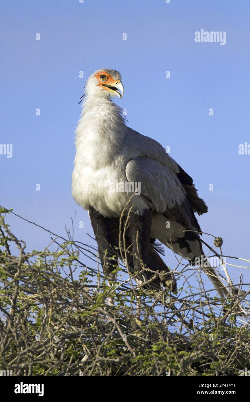Nesting secretary birds hi-res stock photography and images - Alamy