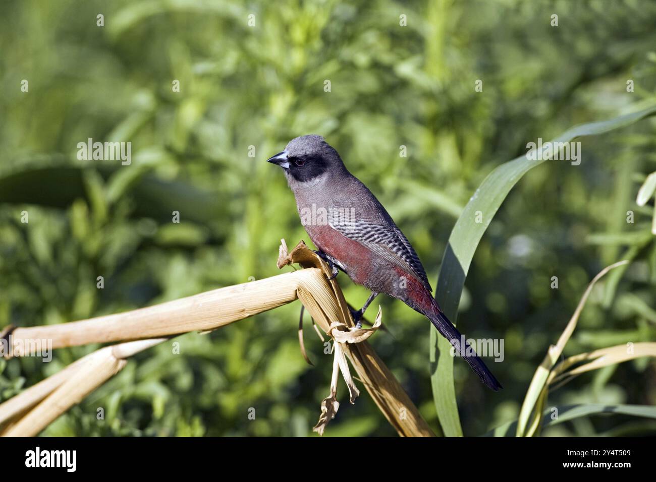 Elf Mastiff, (Estrilda erythronotus) male, Farm Ondekaremba, Namibia ...