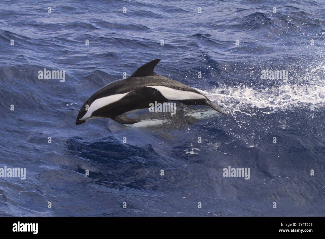 Hourglass dolphin in the Southern Ocean, (Lagenorhynchus cruiger ...