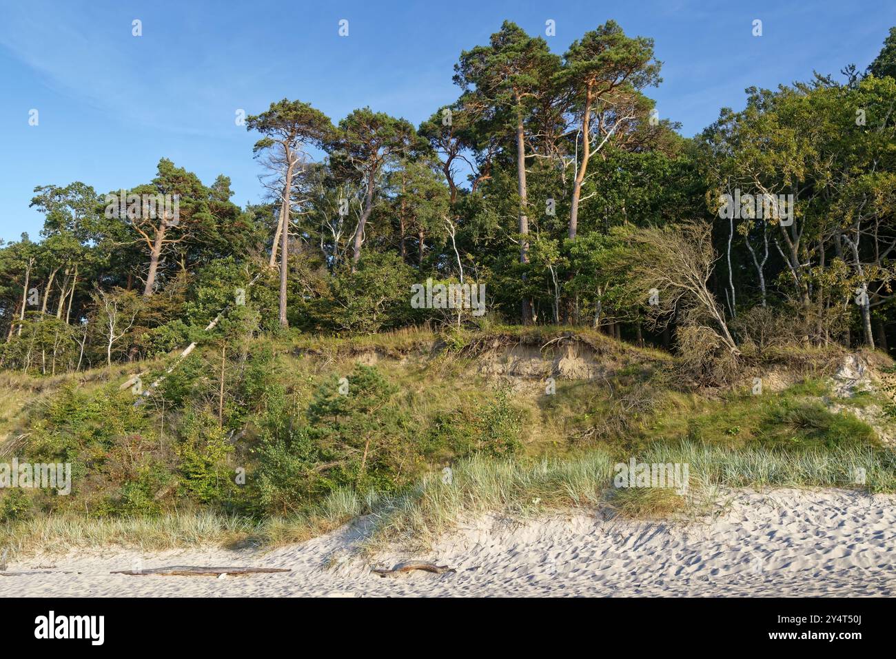 The tree-covered cliff edge above the sandy beach on the coast in the ...