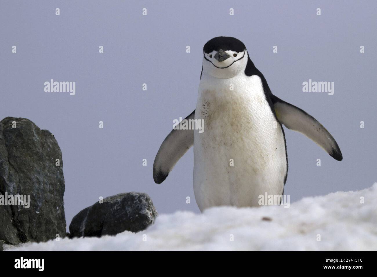 Chinstrap penguin in the snow Antarctica, (Pygoscelis antarktika ...