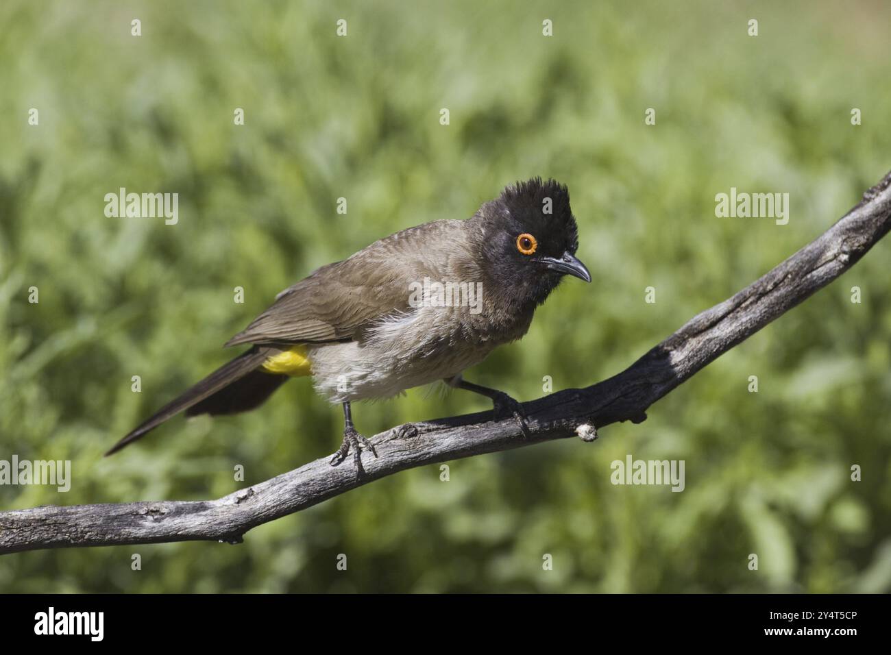 Masked Bulbul, (Pycnonotus nigricans) near the waterhole of Ondekaremba ...