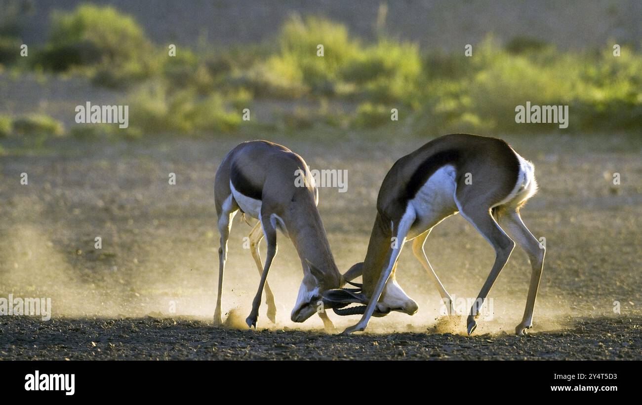 Springbok (Antidorcas marsupialis) scuffling in first light Kalahari ...