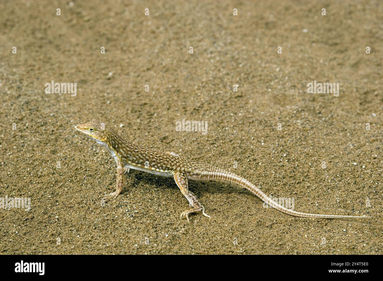 Desert lizard, (Meroles anchietae), lizard lurking in the sand of the ...