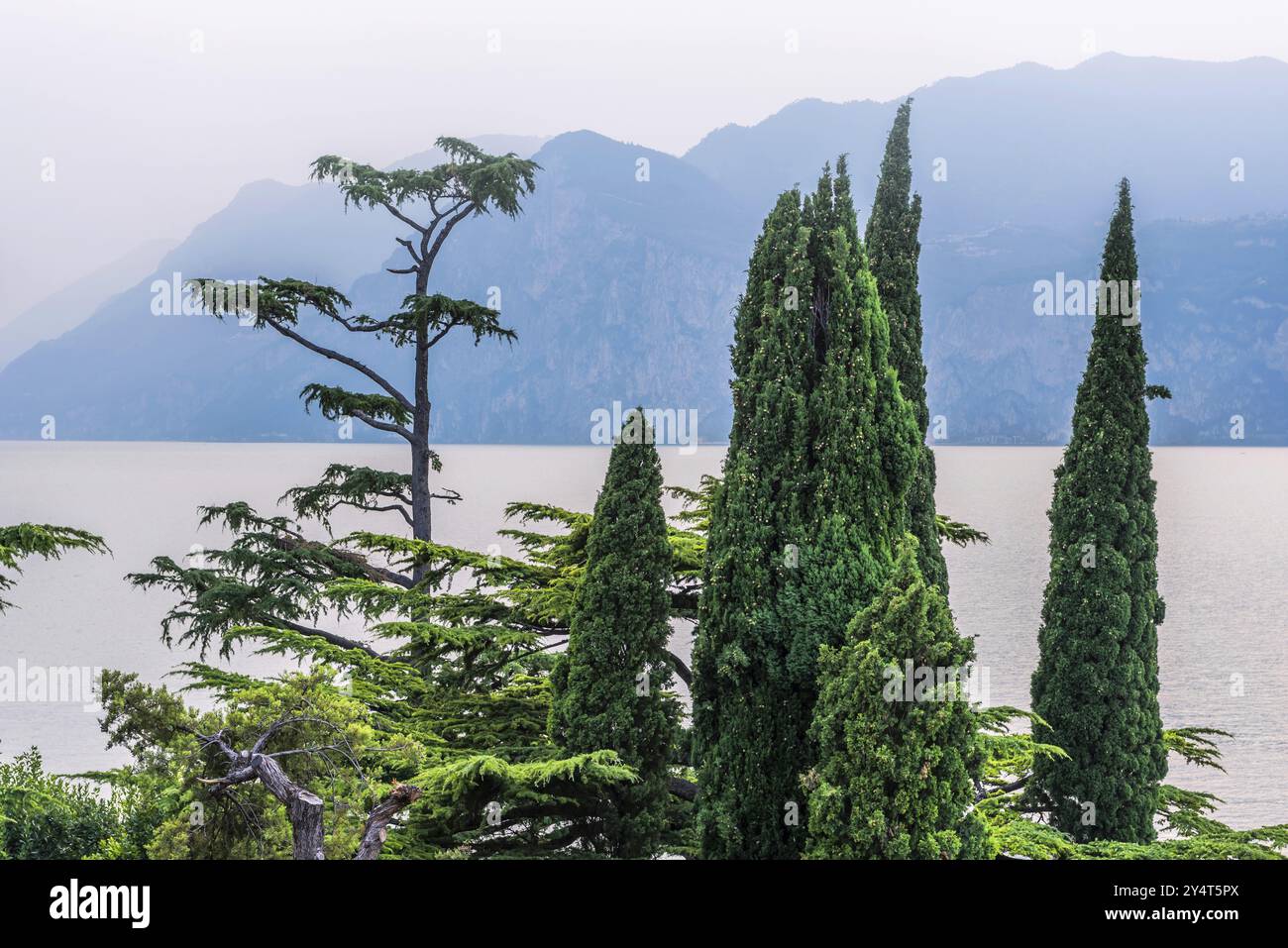 Cypress (Cupressus), Pine (Pinus pinea), Lake Garda, Plant, Tree ...