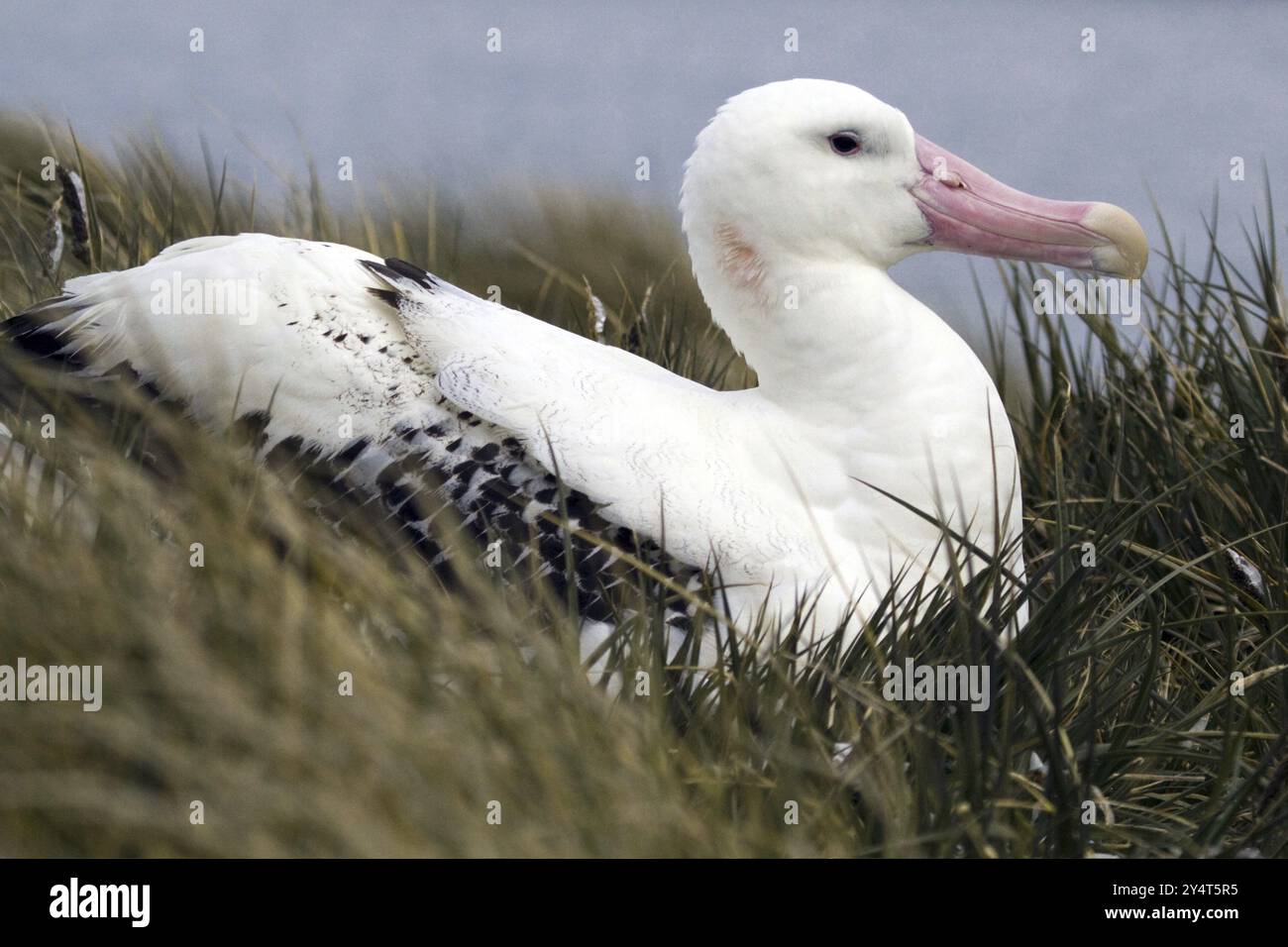 Breeding albatross, Wandering albatross, (Diomedea exulans), Antarctica ...