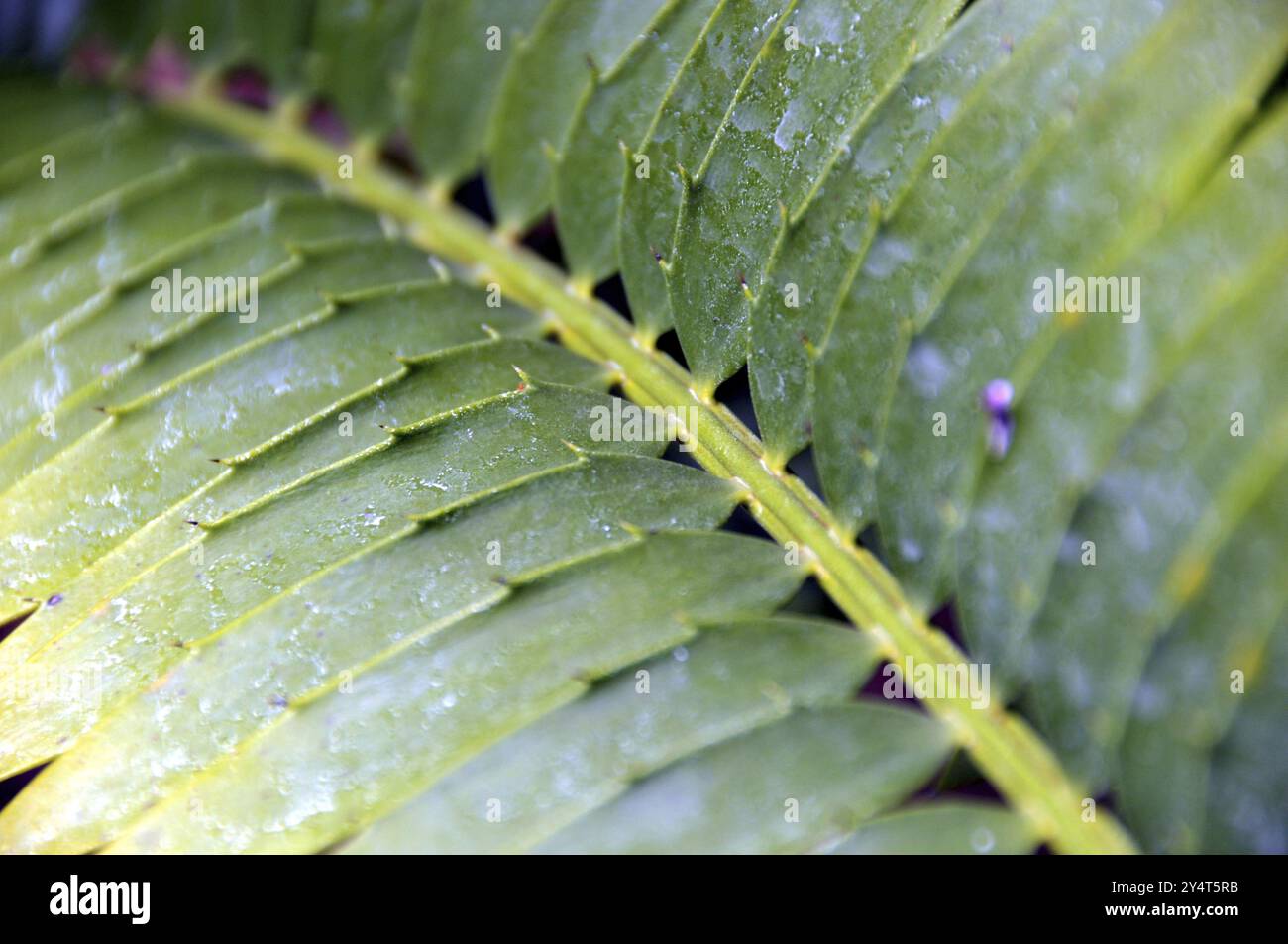 Bread palm fern, Encephalartos transvenosus, South Africa, Africa Stock ...