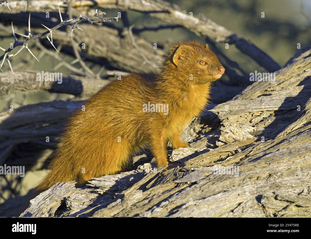Slender Mongoose Habitat
