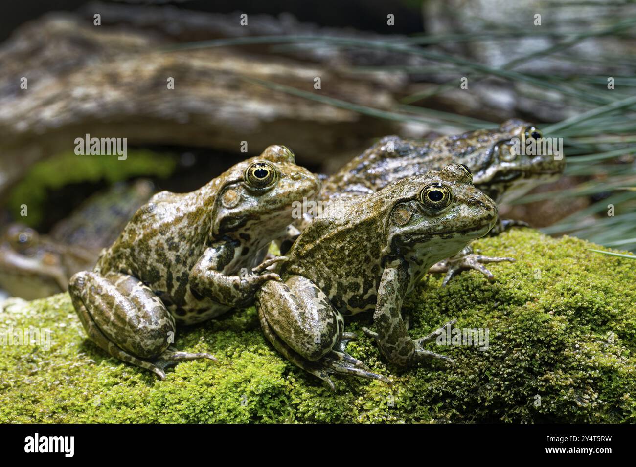 Amphibian families hi-res stock photography and images - Alamy
