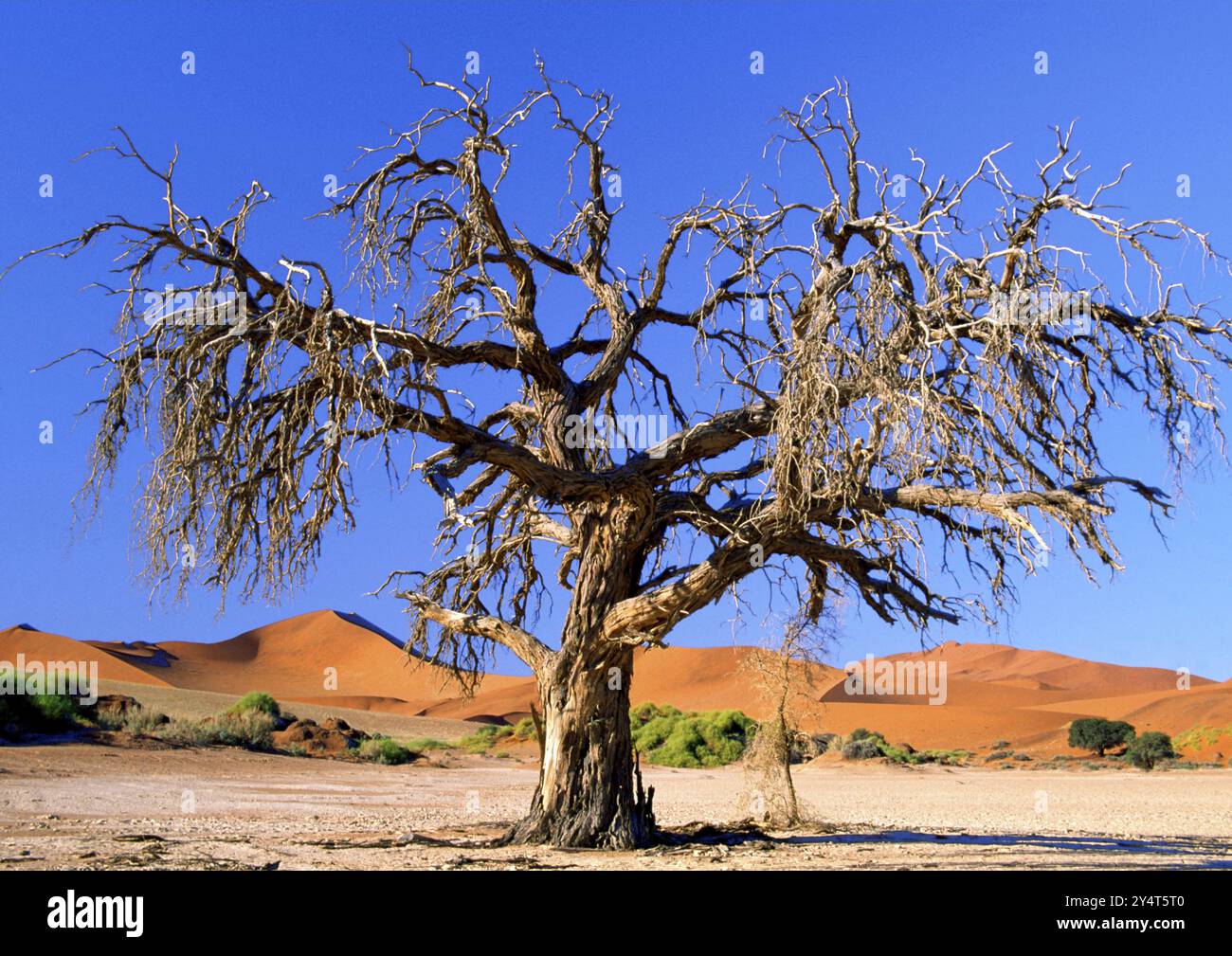 Camel thorn tree, Namibia, Sossusvlei, Sossusvlei, Namibia, Africa ...
