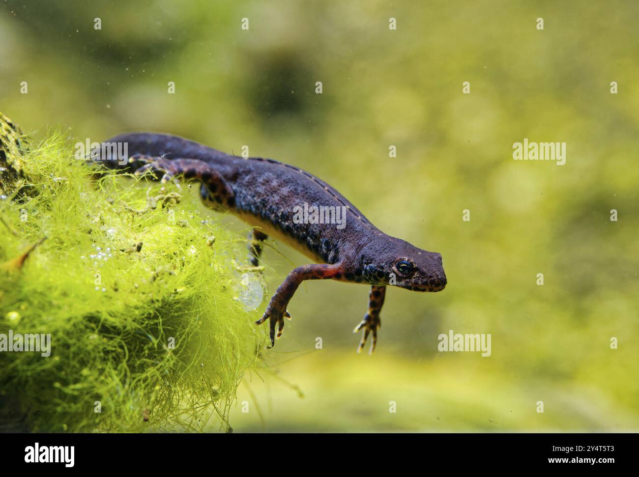 Alpine newt (Ichthyosaura alpestris), True salamander, tailed amphibian ...