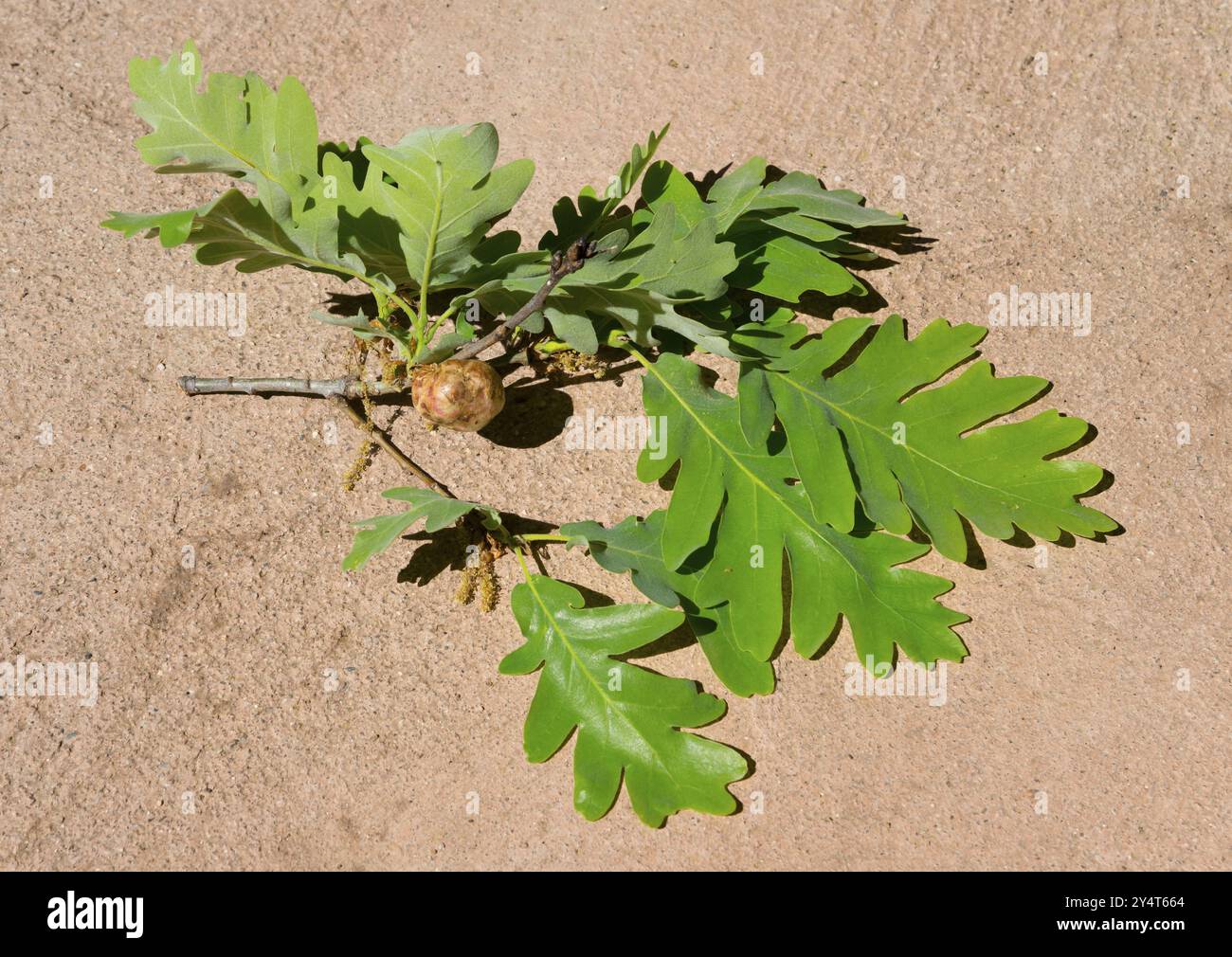 Caused by tiny gall wasps hi-res stock photography and images - Alamy