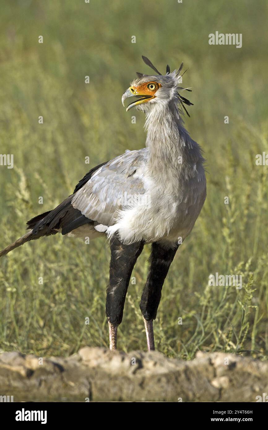 Secretary Bird, Sagittarius serpentarius) at the waterhole in the ...