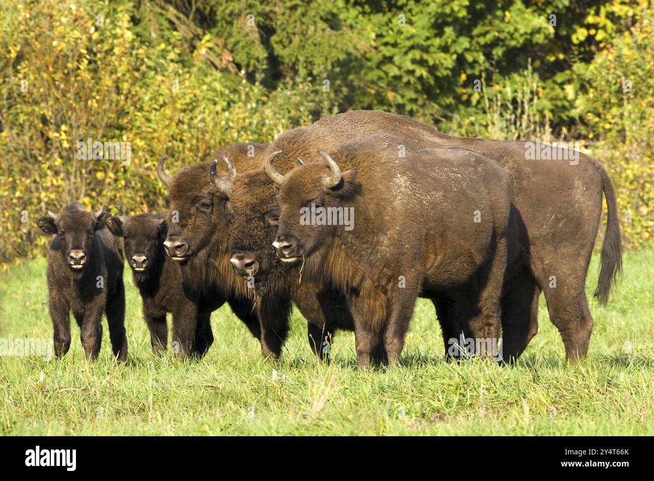 Bison, bison, group, (Bison bosanus), family, several Stock Photo - Alamy