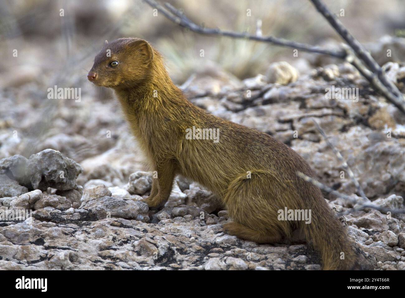 Slender mongoose, (Galerella sanguinea), Slender mongoose sitting ...
