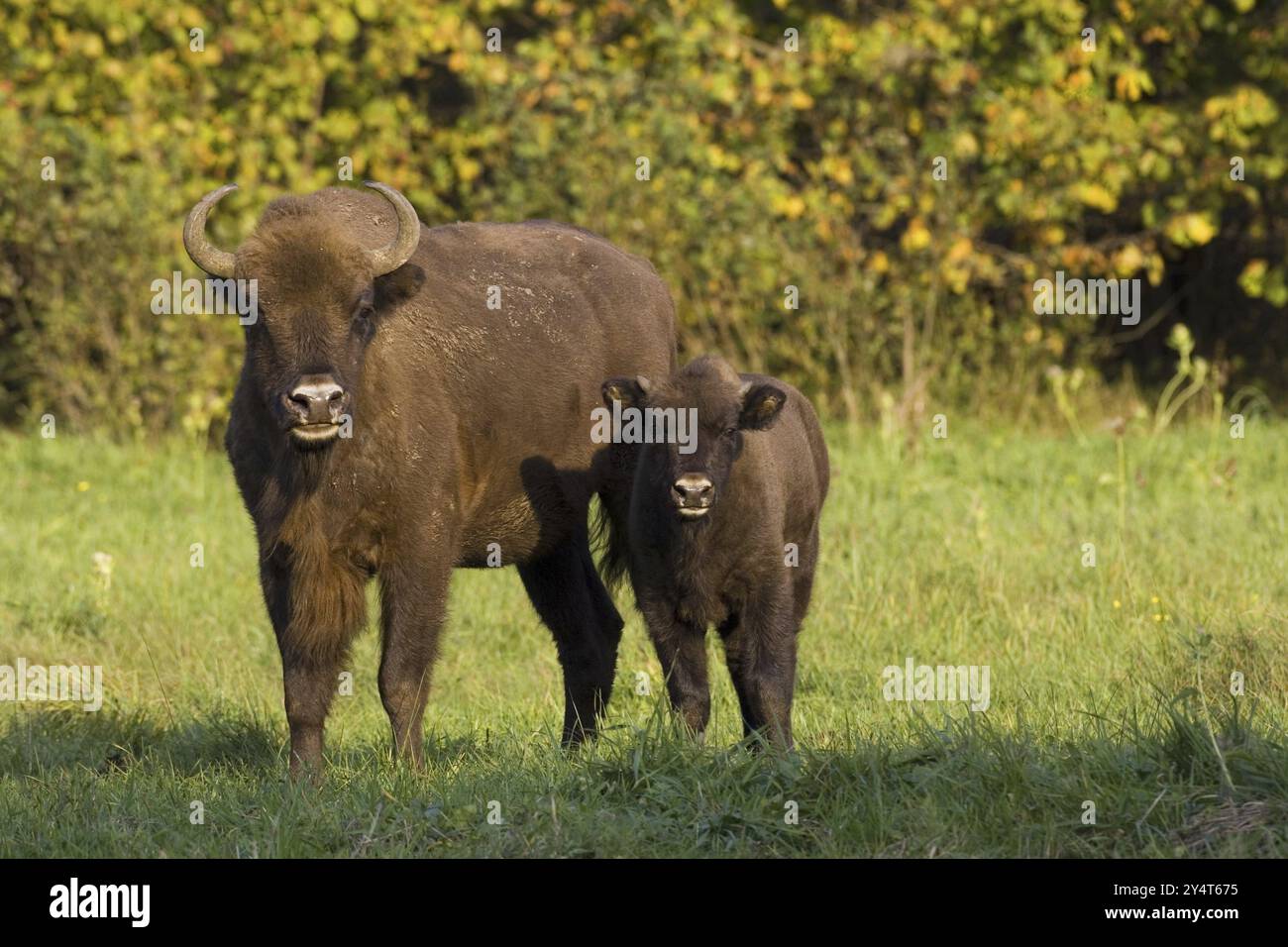Bison, bison, group, (Bison bosanus), cow with young animal Stock Photo ...