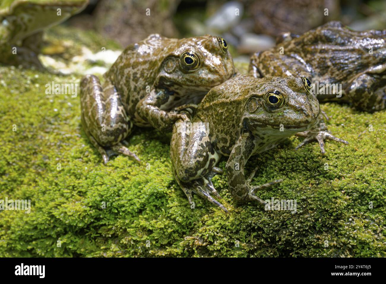 Sea frog (Pelophylax ridibundus), order of frogs in the family of true ...