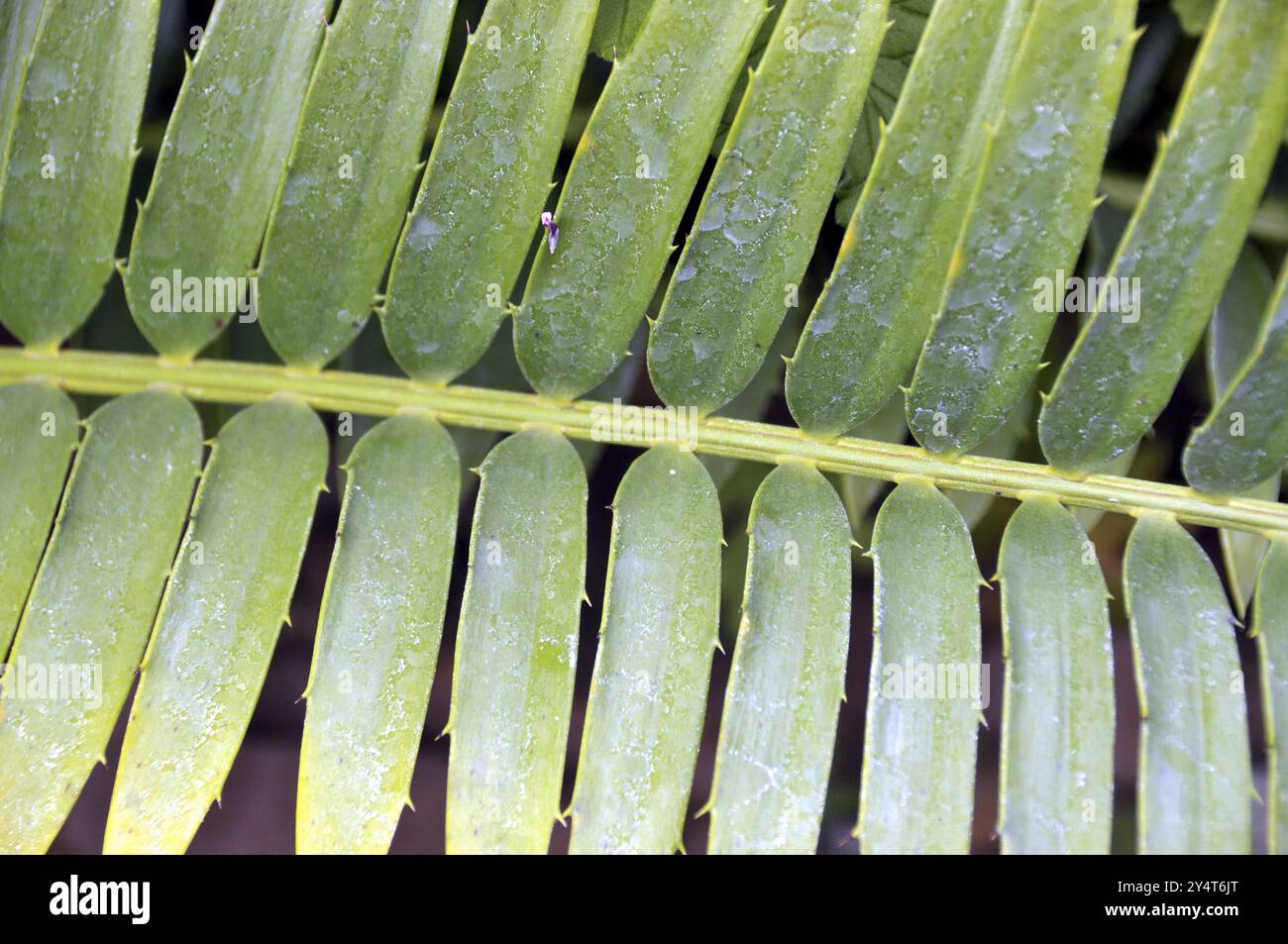Bread palm fern, Encephalartos transvenosus, South Africa, Africa Stock ...