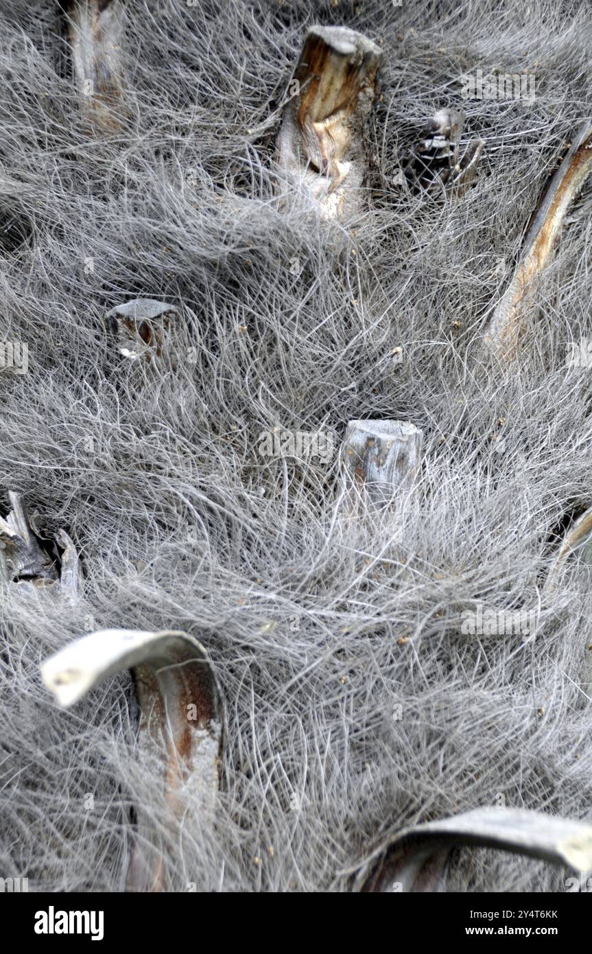 Hemp palm, Trachycarpus fortunei, Myanmar, Asia Stock Photo - Alamy