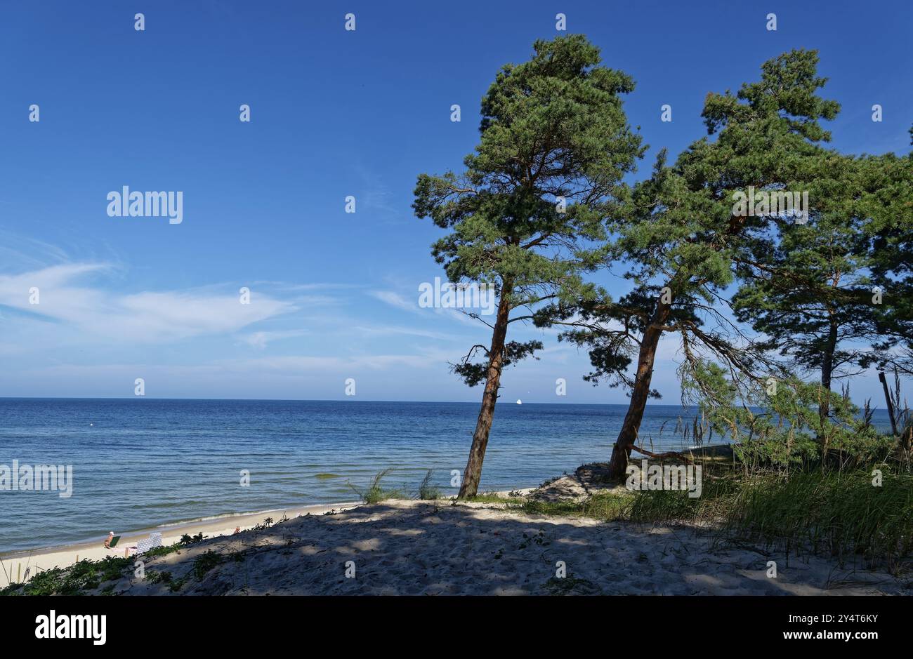 Sandy beach beach and pine trees on the coast in the Wolin National ...
