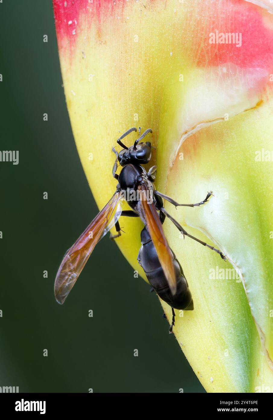 wasp, Polybia rejecta, darázs, Yasuní National Park, Ecuador, South ...