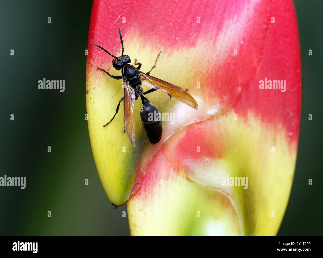wasp, Polybia rejecta, darázs, Yasuní National Park, Ecuador, South ...